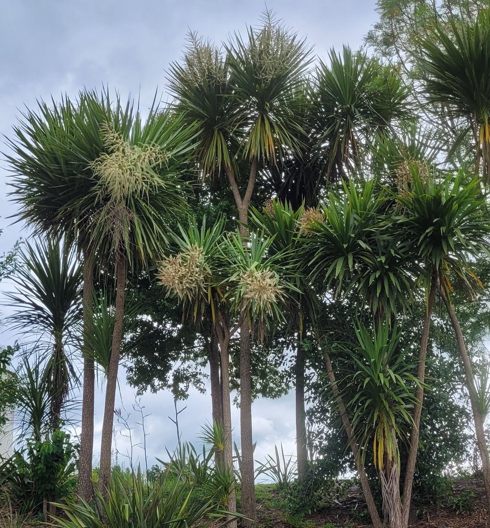 Te Māra Taiohi - Pūniu Inc Nursery - Aotearoa NZ Native Plants - Buy ...