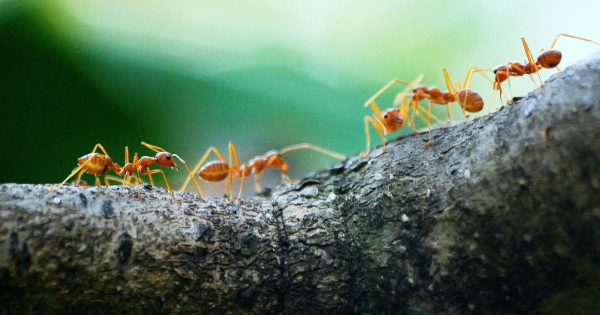 Olive Dreaming Blog | Unraveling the Mysteries of Insects in Dreams Olive Dreaming Blog | Unraveling the Mysteries of Insects in Dreams