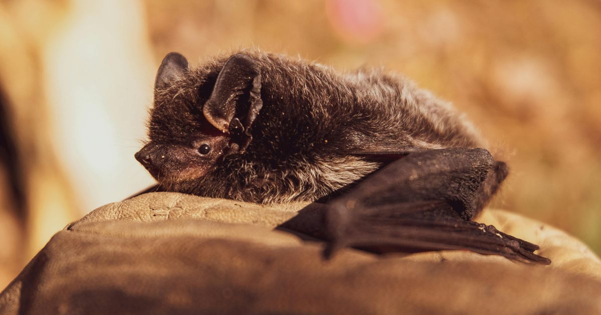 Olive Dreaming Blog | Unlocking the Secrets of Dreams About Bats ...