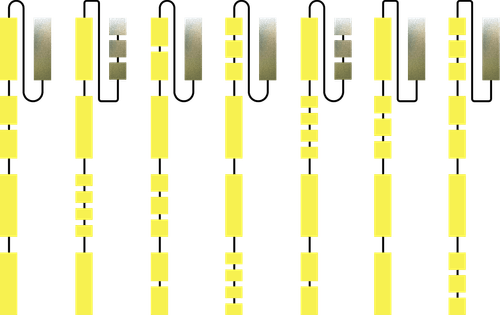 Coding Bio | Engineering Modular Immunotherapies