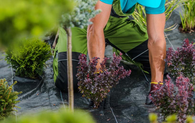 The Best Flower Planting/Installation Service in RI, USA| Cut The Grass ...