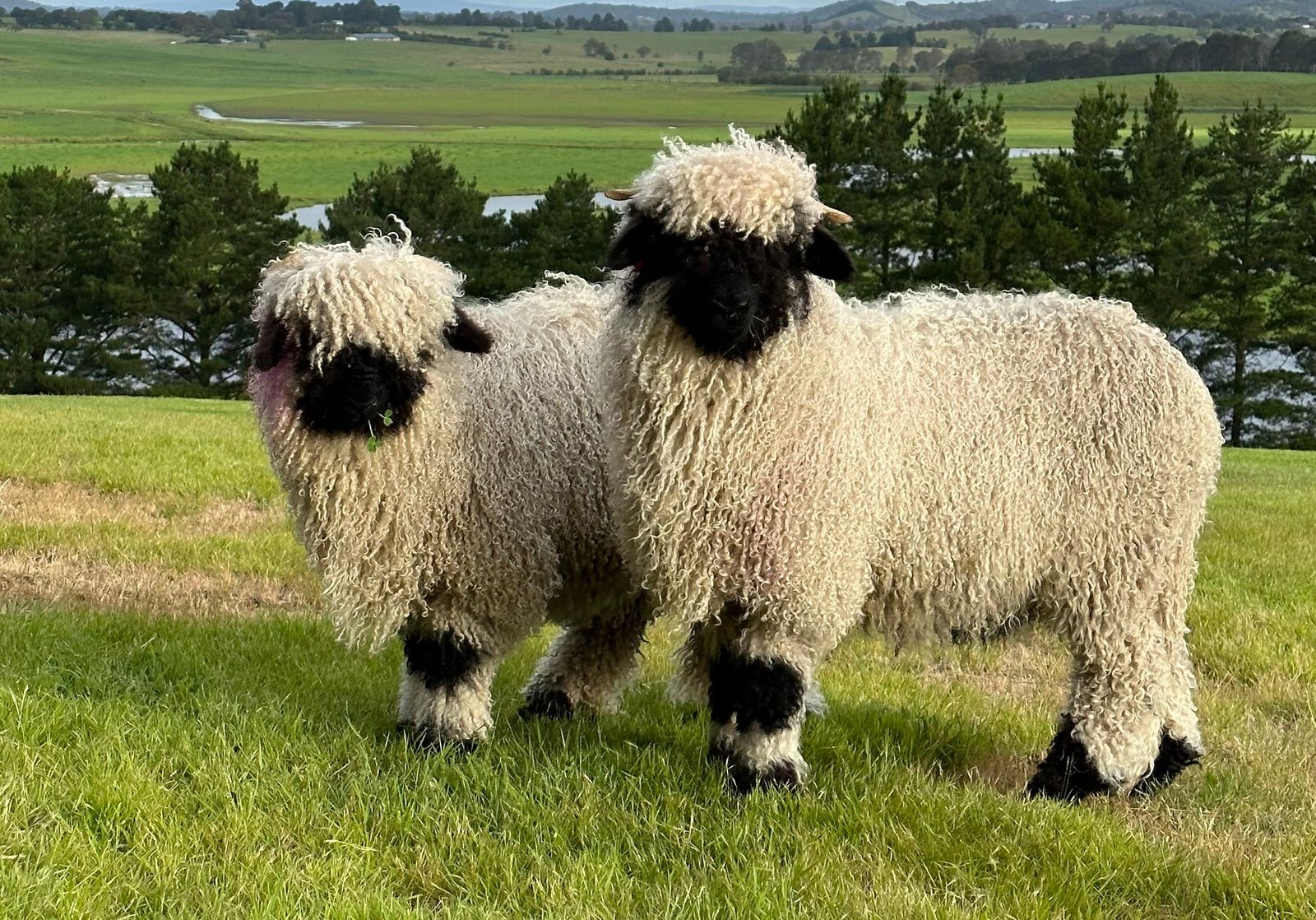 Valais Blacknose YV