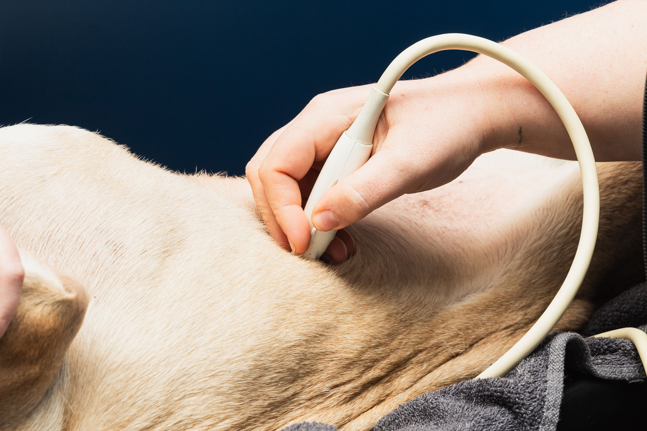 Advanced Abdominal Ultrasounds by 4 Paws Imaging Centers | Downers ...