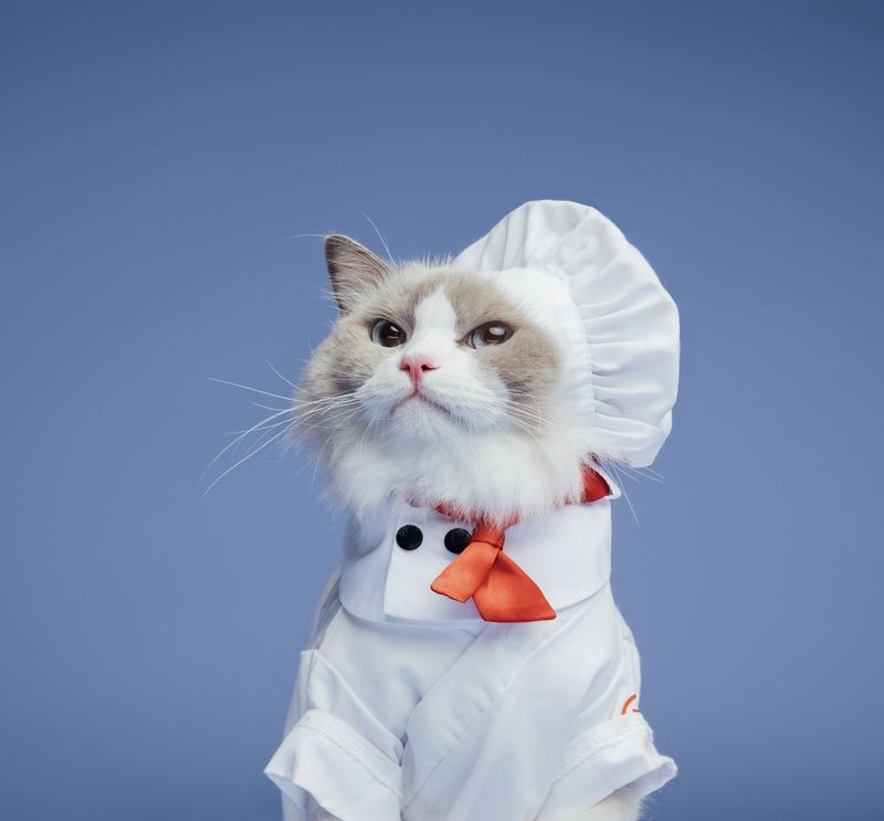 Puff Media - The Purrfect Social Solution