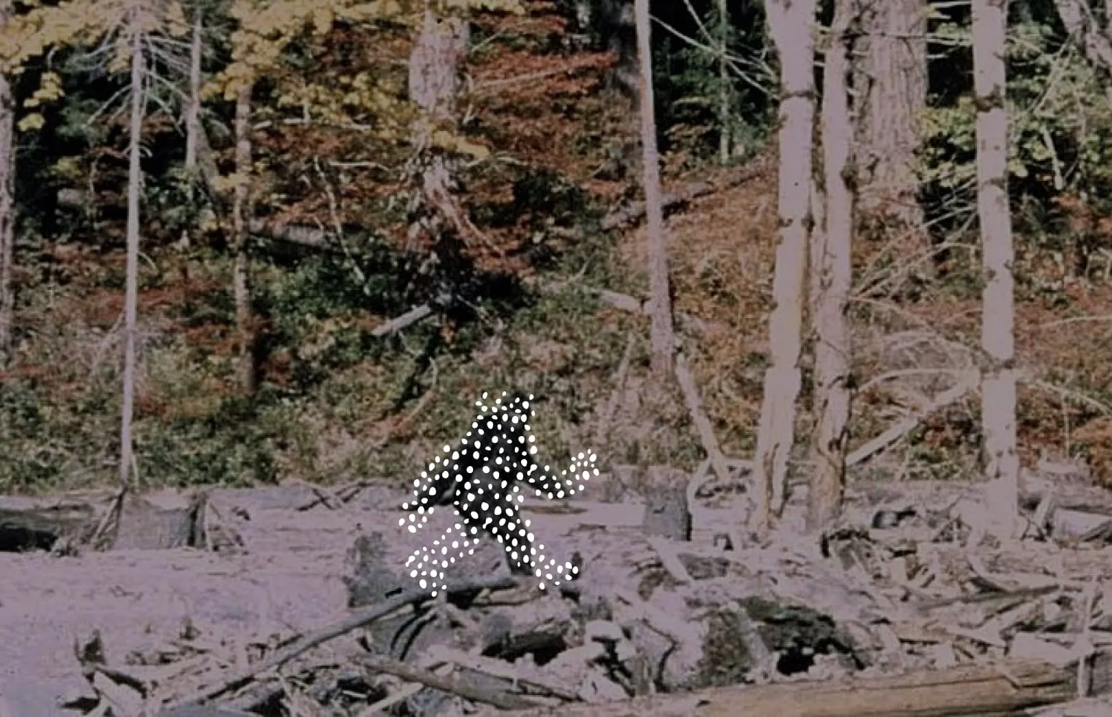 Home | Bigfoot Homes