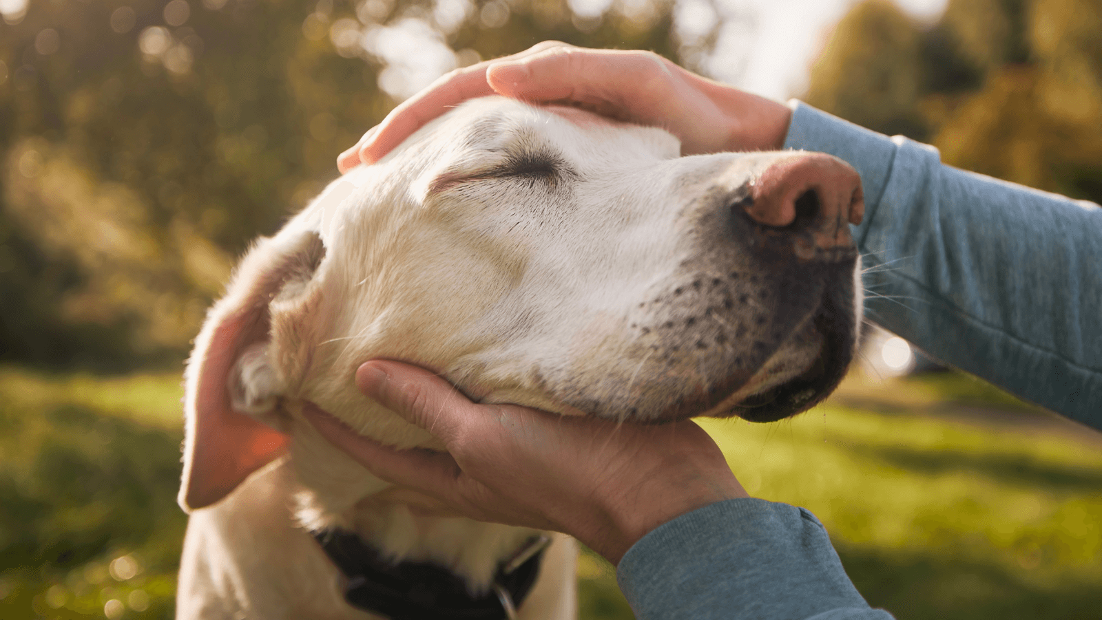Hamilton/Burlington SPCA | An Animal Welfare Charity