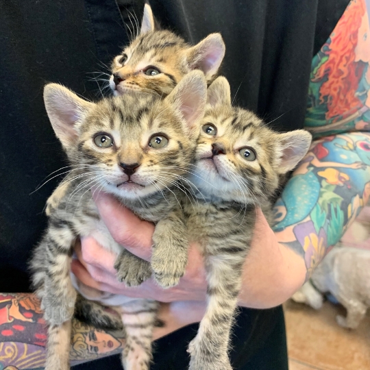 Hamilton/Burlington SPCA | An Animal Welfare Charity