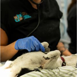 Hamilton/Burlington SPCA | An Animal Welfare Charity