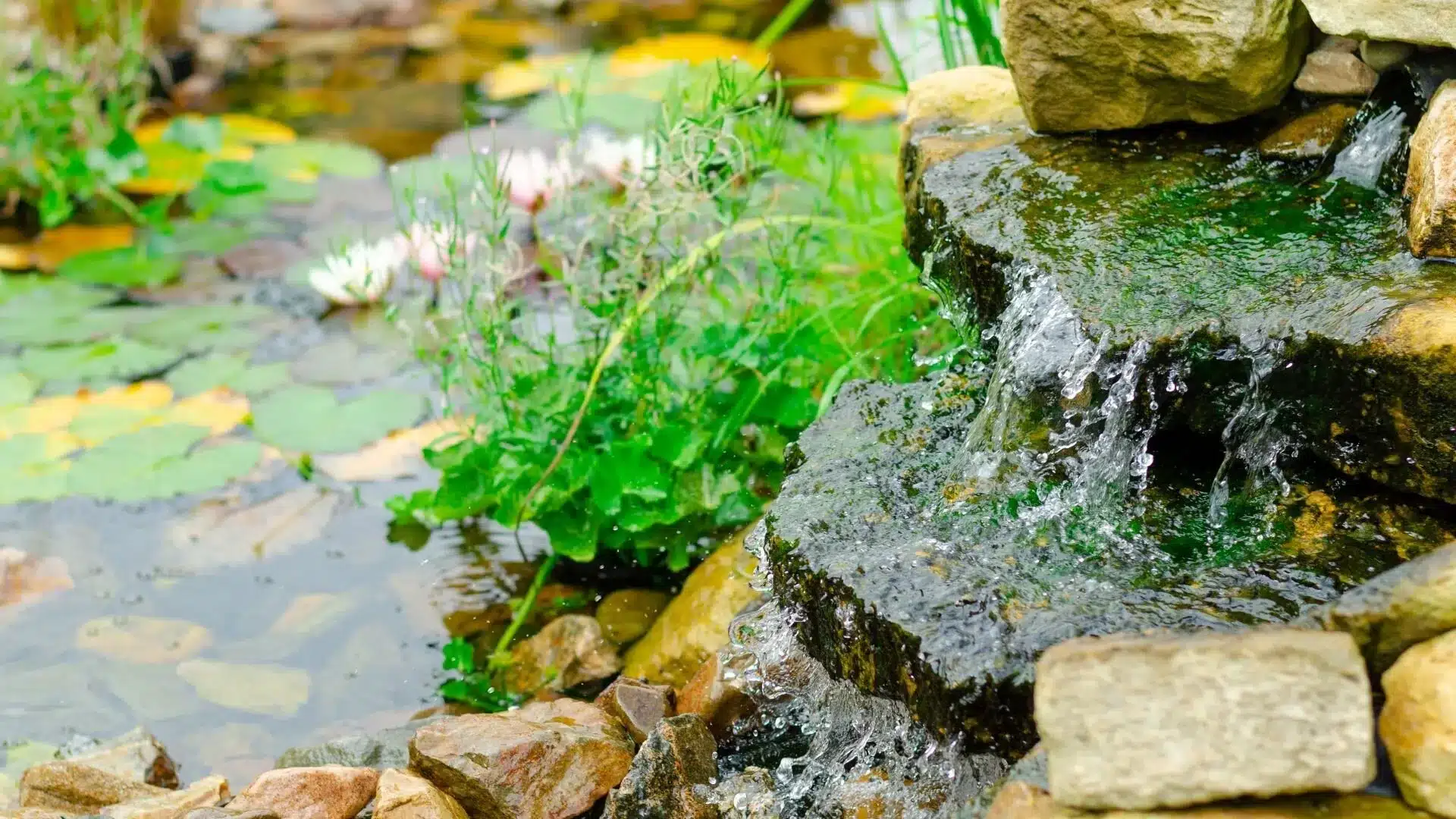 Pond edging ideas | Kansas City Pond Blog