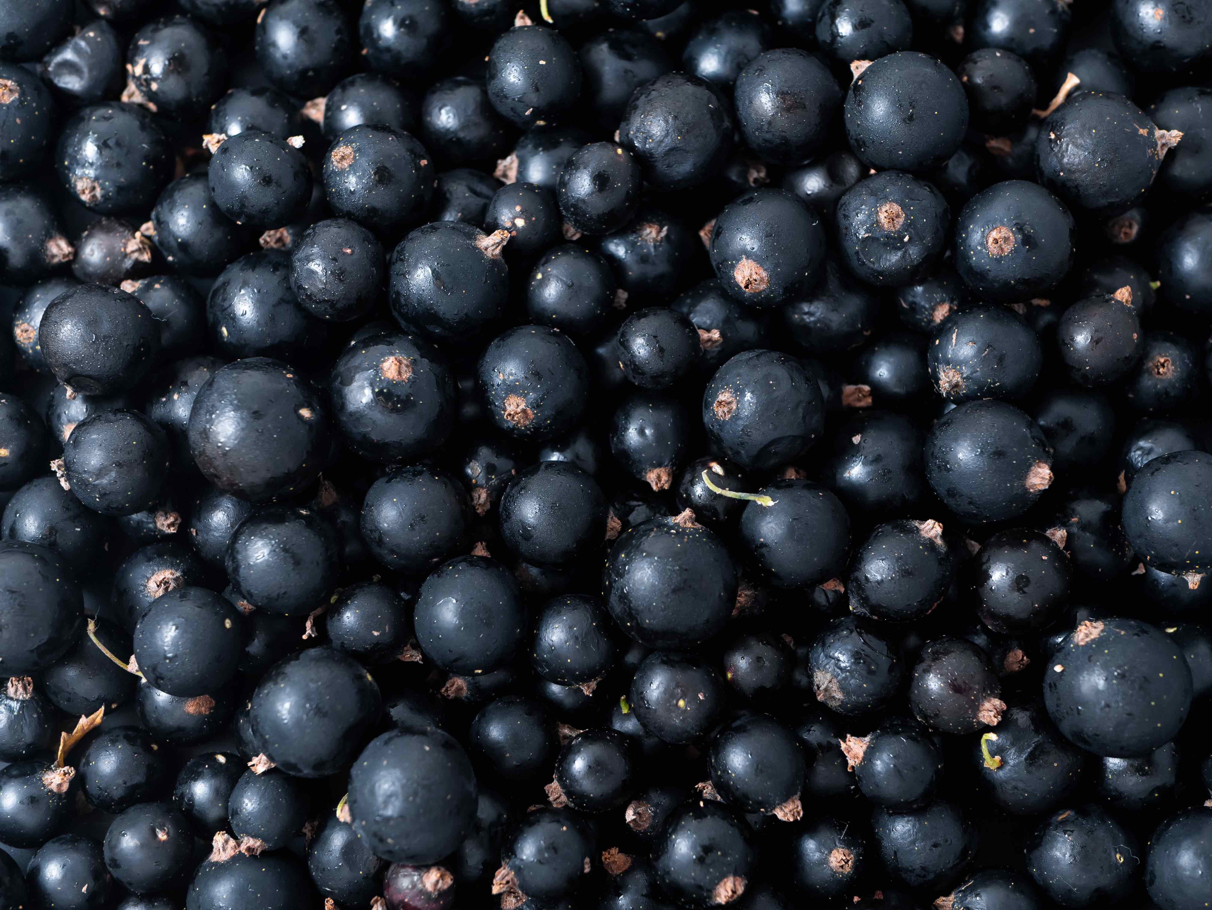 Freeze Dried Blackcurrant Powder — Waitaki Biosciences