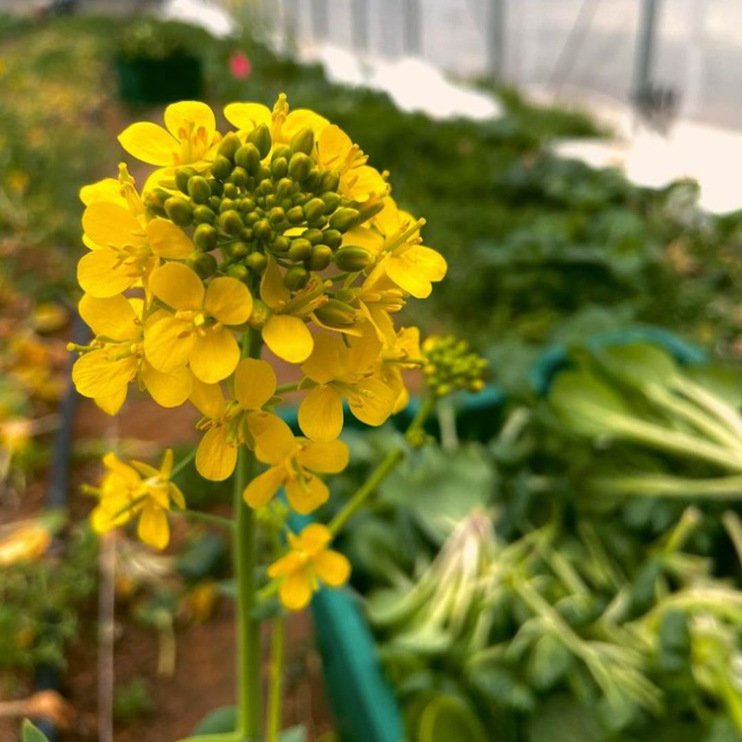 Deep Roots Farm | Upper Marlboro, MD