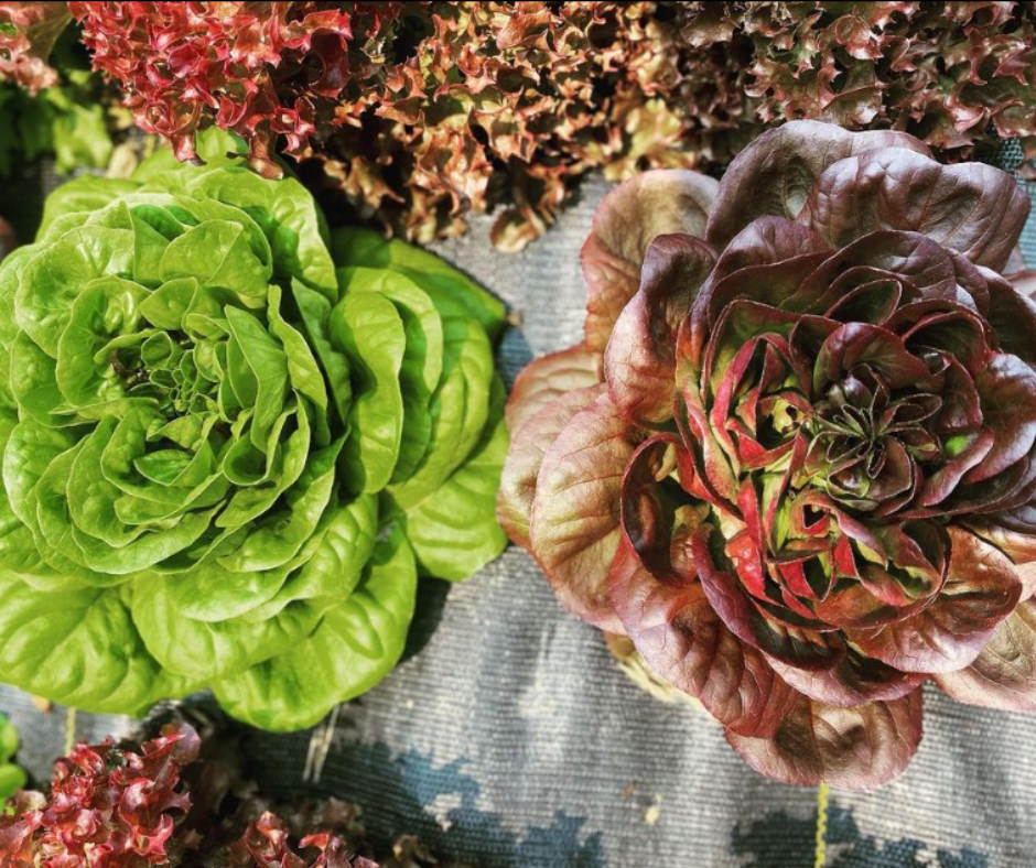 Deep Roots Farm | Upper Marlboro, MD