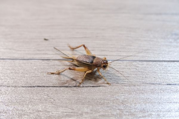 Cricket Control in El Paso, TX | Pest Control