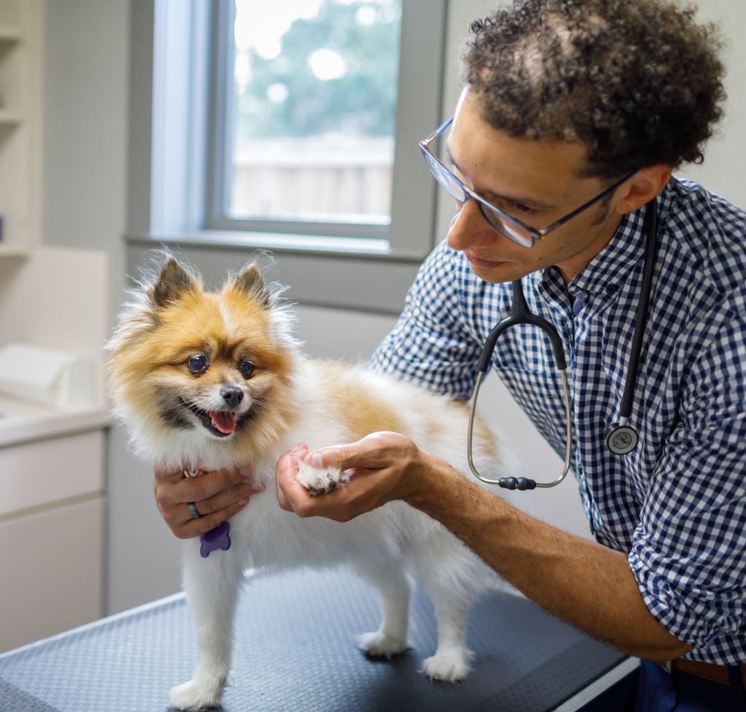 Roo Veterinary Relief