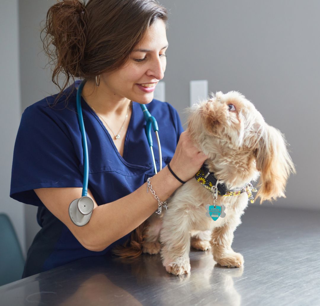 Become a Roo Relief Veterinary Technician