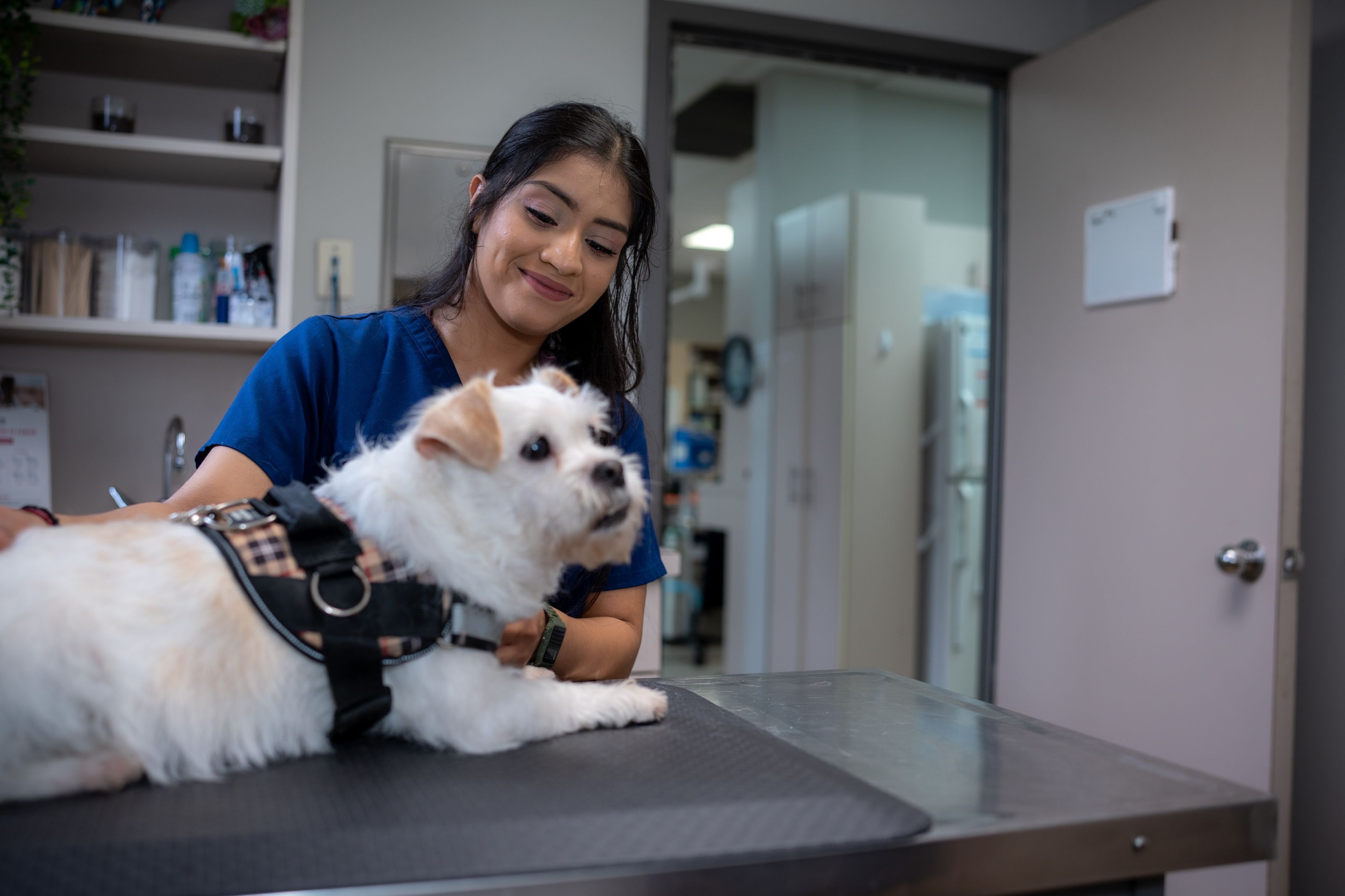 Roo Veterinary Relief