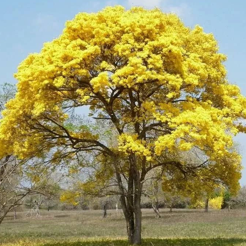 Marabú Charcoal Grill Hard Lump Wood - Products