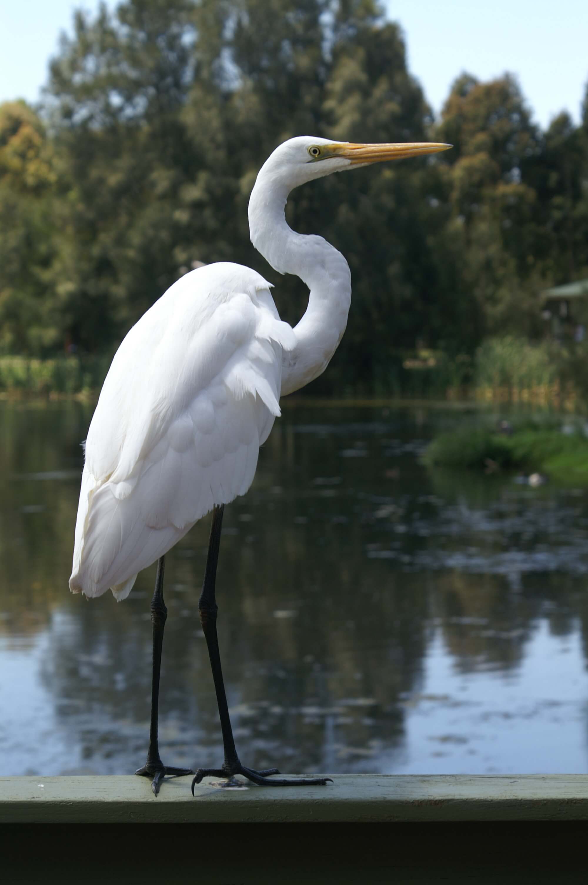 Hunter Wetlands Centre | Newcastle NSW