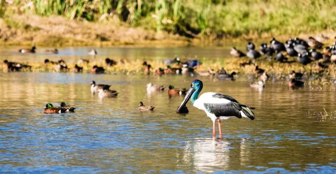 Hunter Wetlands - About | Newcastle NSW