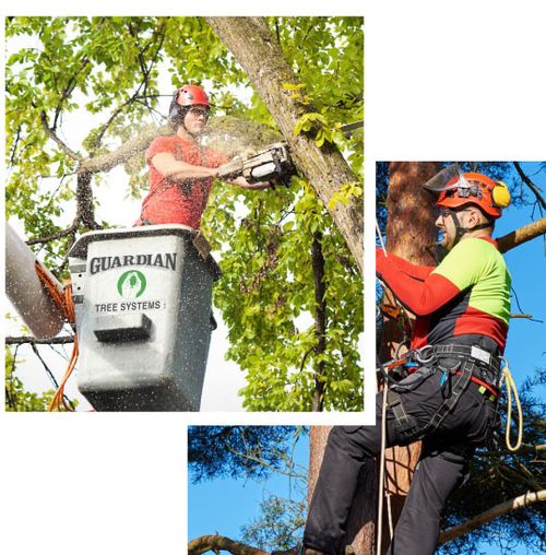 Guardian Tree Systems | Sarnia Tree Service