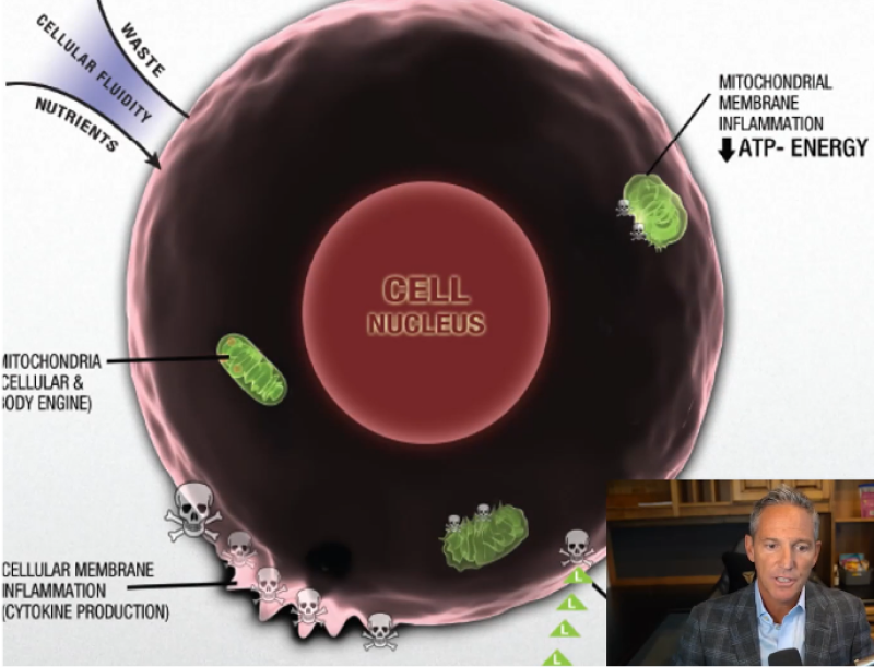 Cellular Inflammation | Pompa Program