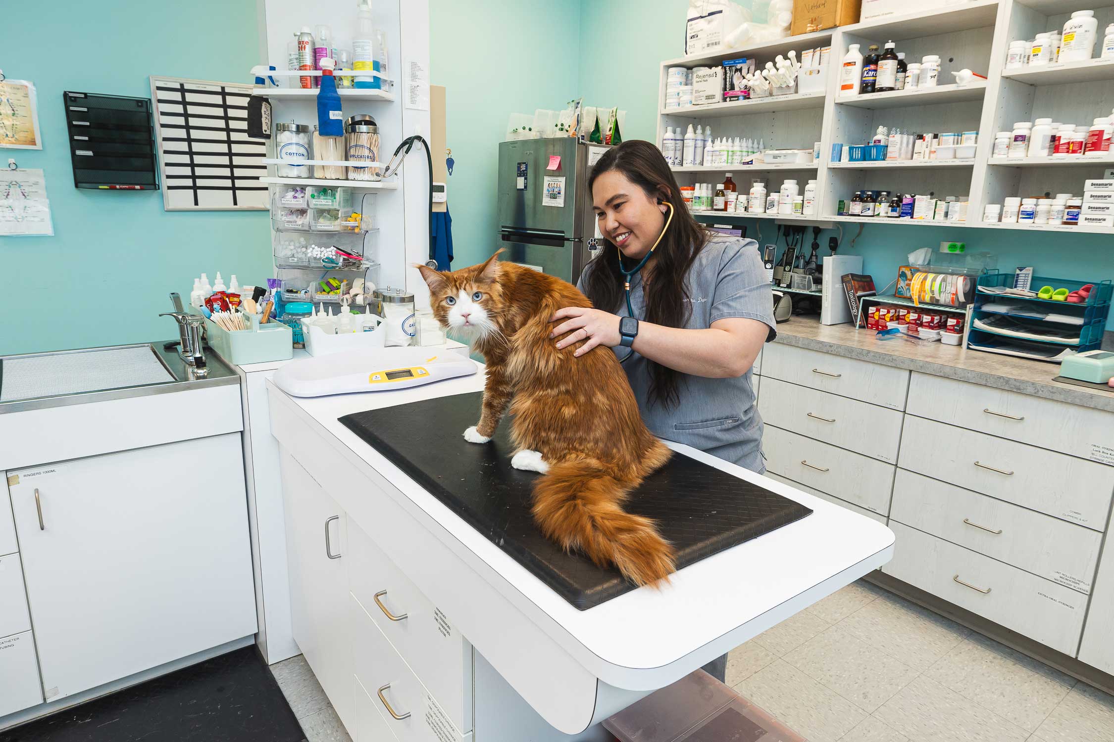 High-Quality Vet Hospital in Fishers, IN | PetVet Animal Hospital