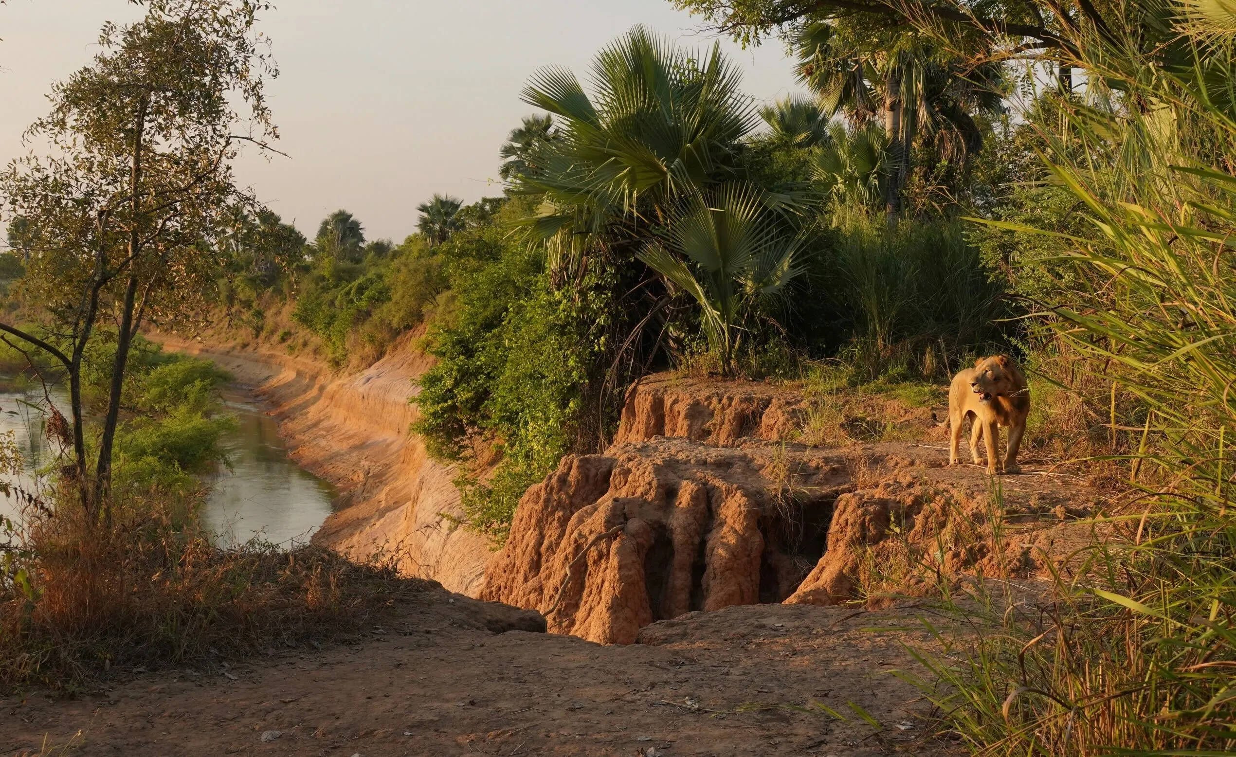 Visites & Excursions au Sénégal | Hôtel Les Manguiers de Guéréo