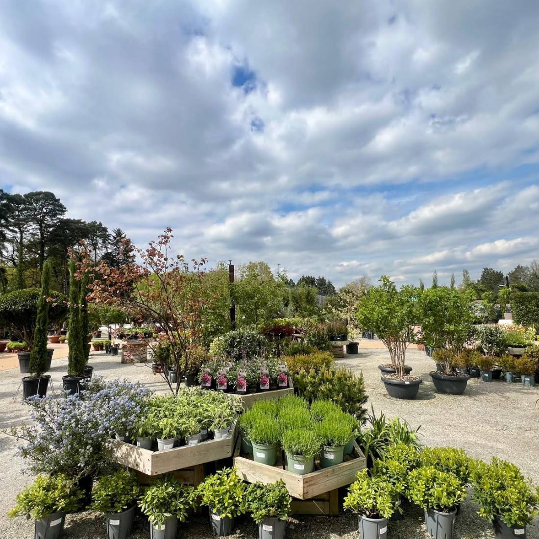 Creepers Plant Centre at Lavershot Barns, Windlesham, Surrey is now open