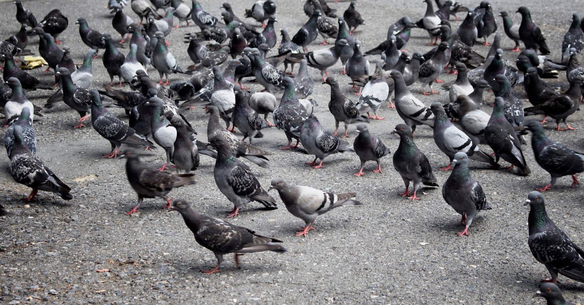 Fortified I Pest Control In Las Vegas