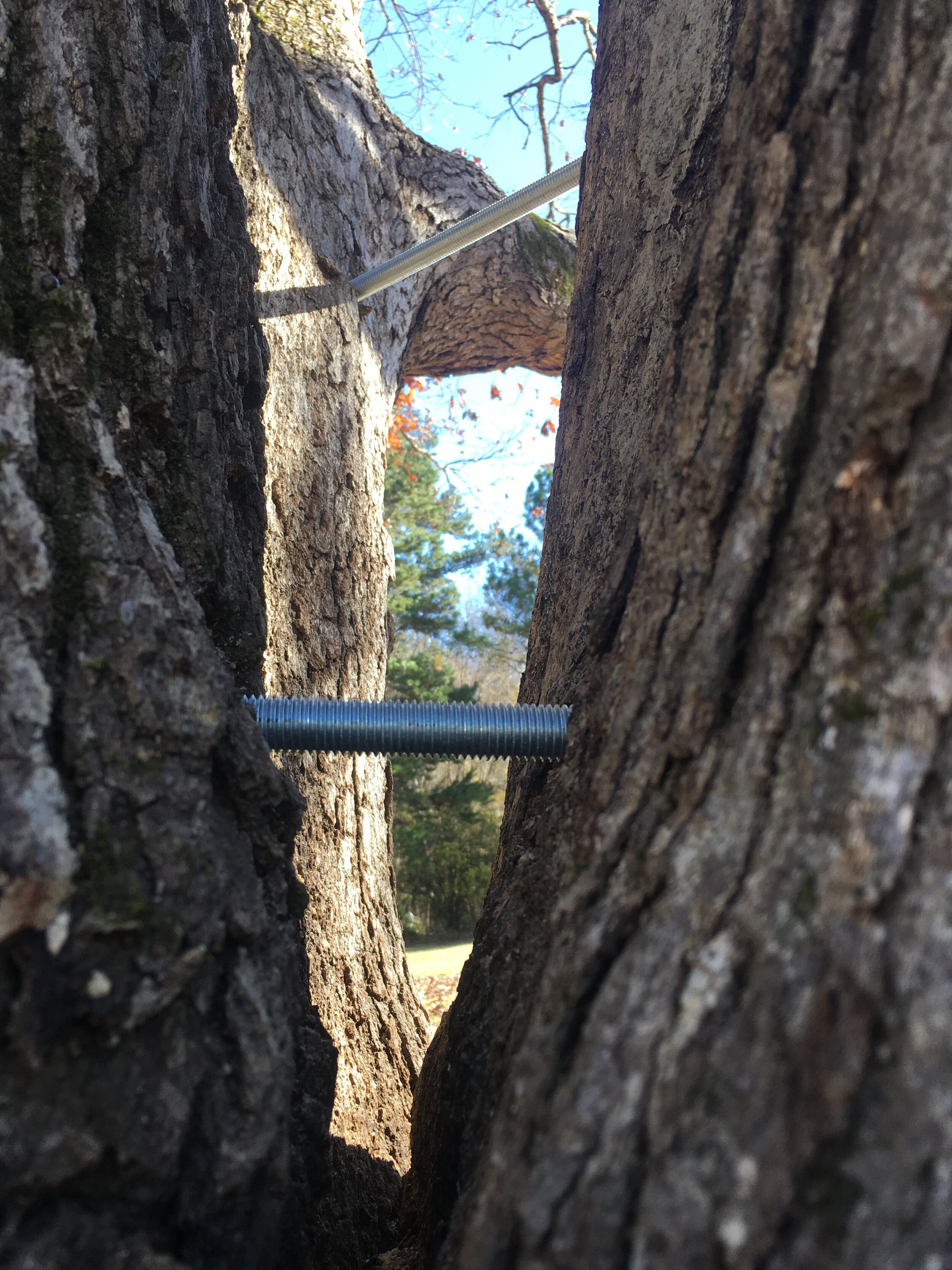 Proactive Tree Care Part 3: Cabling, Bracing, and Lightning Protection ...