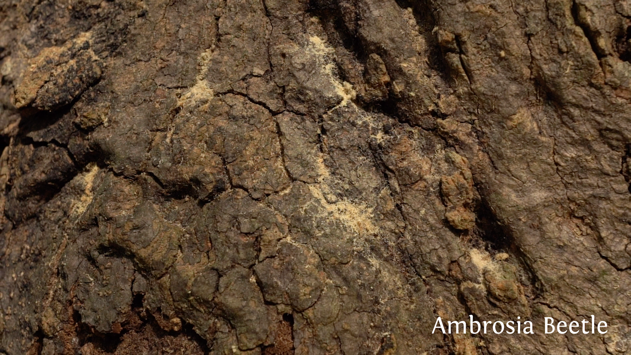 Proactive Tree Care But Wait There S More New Urban Forestry