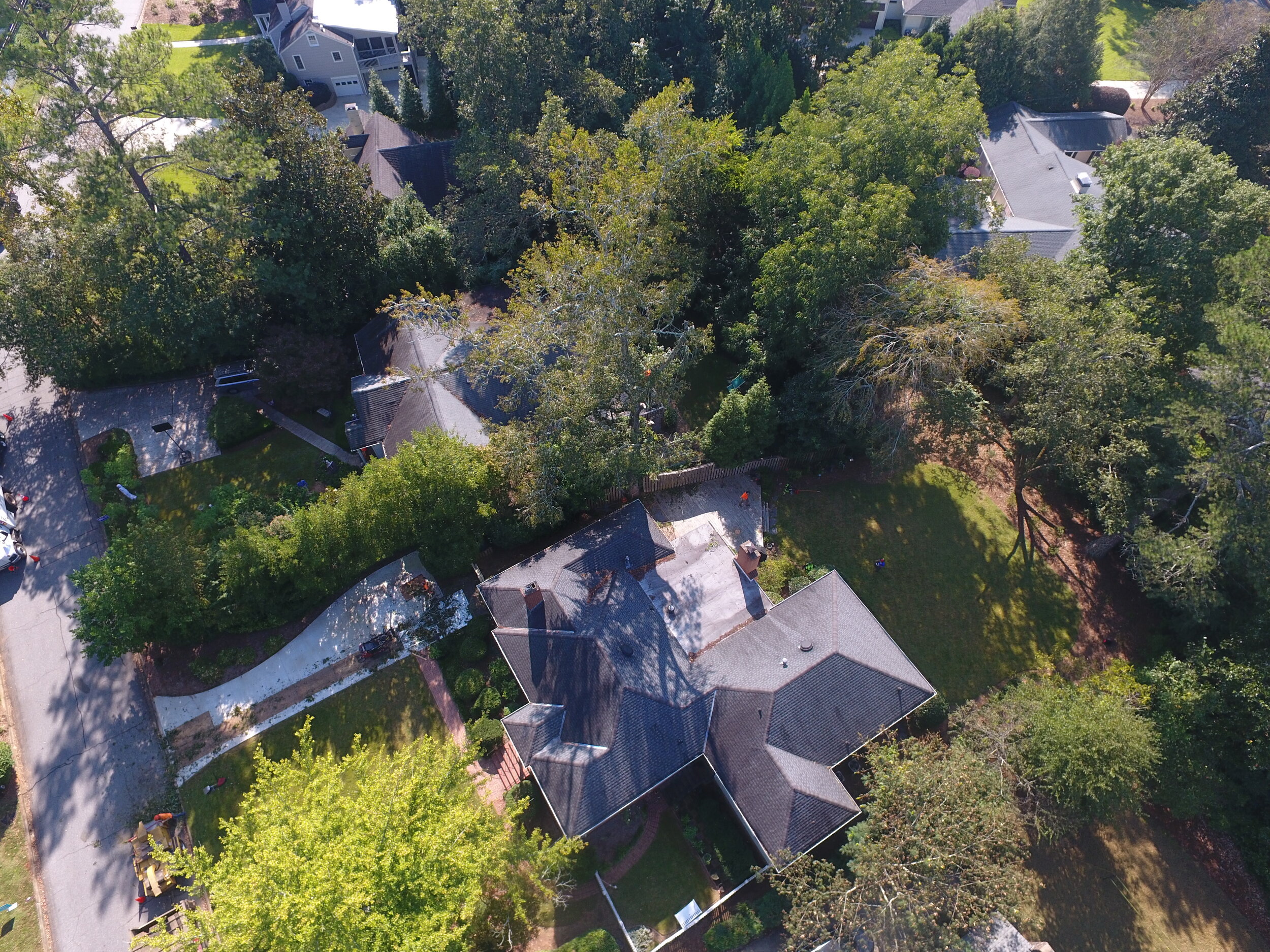 Proactive Tree Care New Urban Forestry