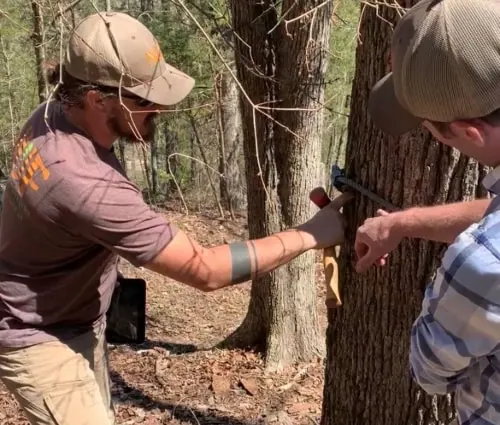 Proactive Tree Care But Wait There S More New Urban Forestry