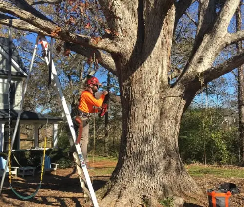 Proactive Tree Care Part 3: Cabling, Bracing, and Lightning Protection ...