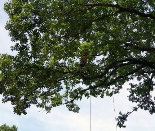 Proactive Tree Care: Mitigating Storm Risks - New Urban Forestry