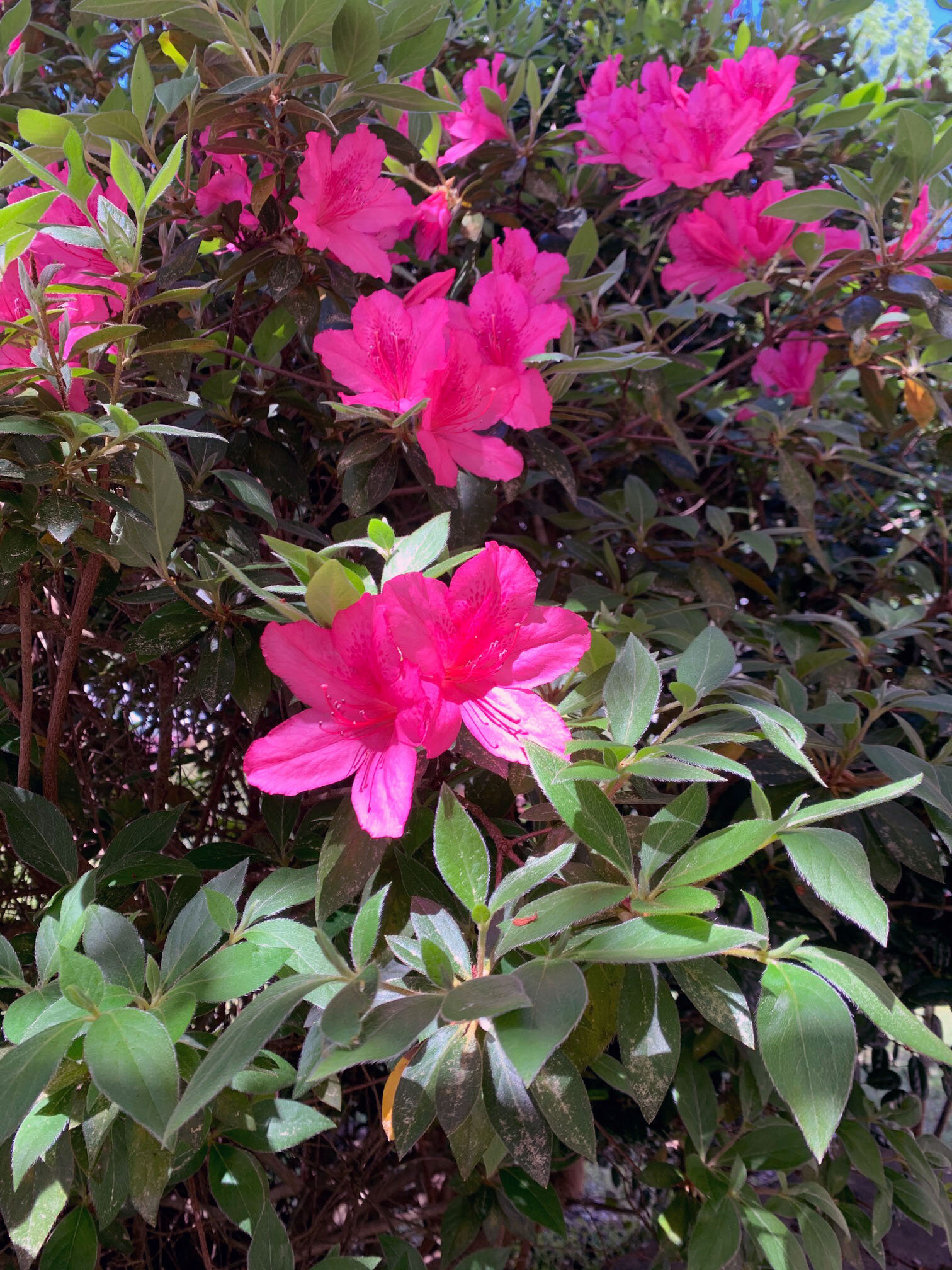 Azaleas - New Urban Forestry