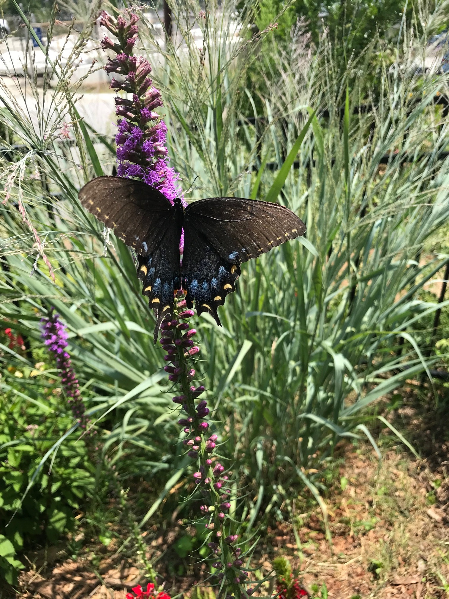 Using ecology to inform landscape design and Install - New Urban Forestry