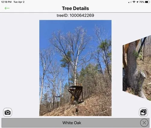 What is a Tree Inventory? - New Urban Forestry