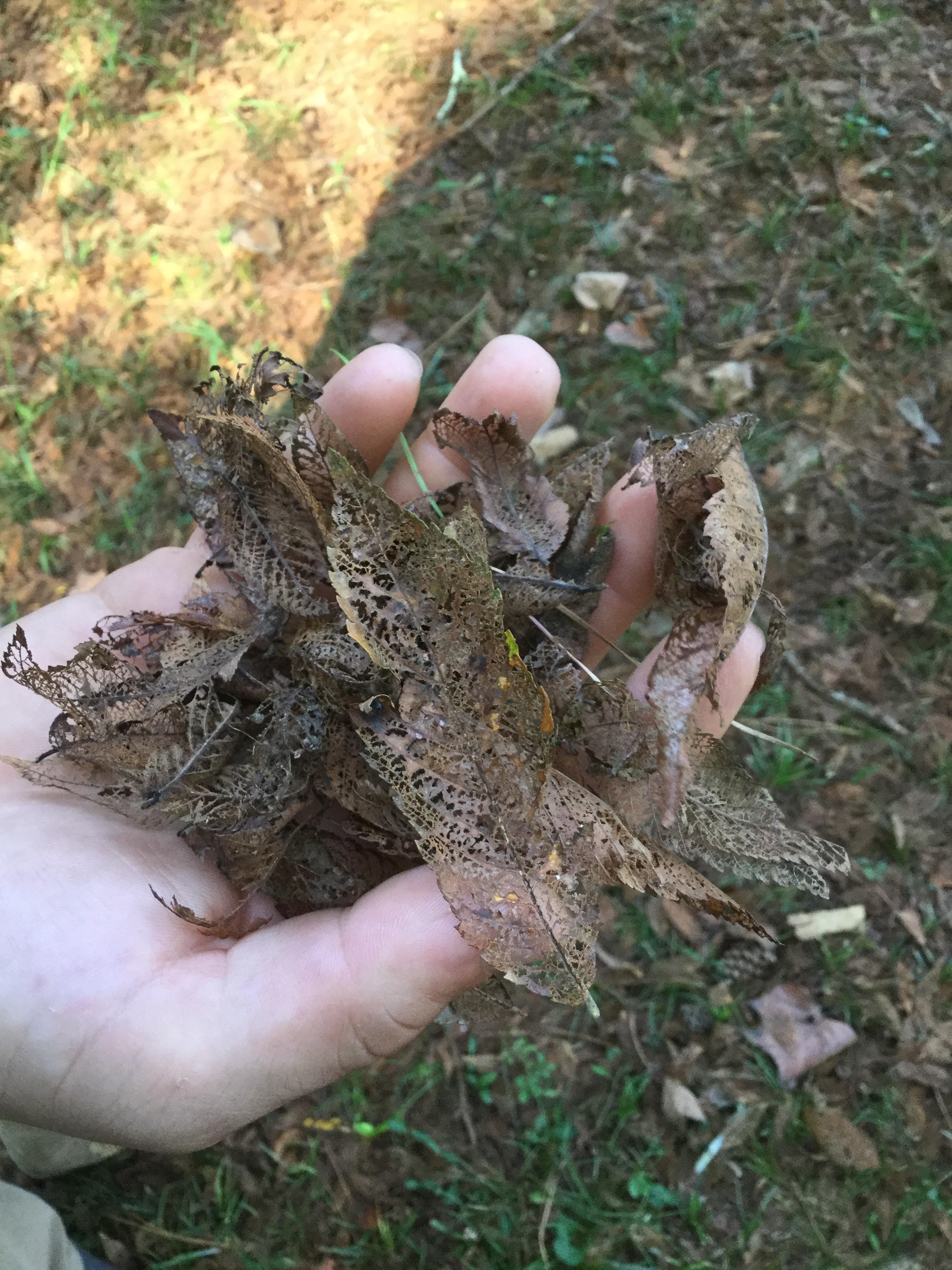 Elm Leaf Beetle - New Urban Forestry