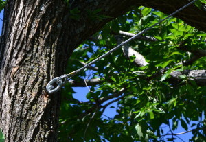 Tree Cabling - New Urban Forestry
