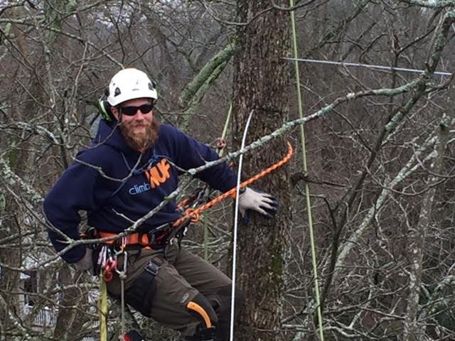 Tree Cabling - New Urban Forestry