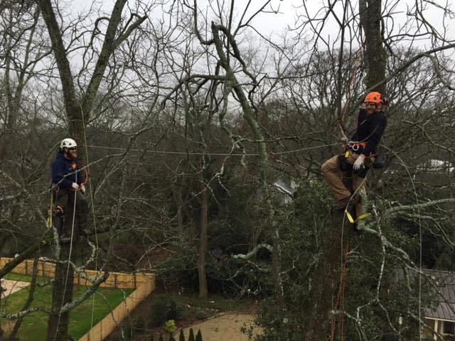 Tree Cabling - New Urban Forestry