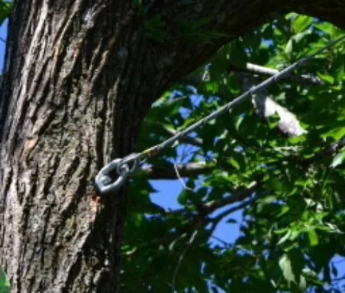 Tree Cabling - New Urban Forestry