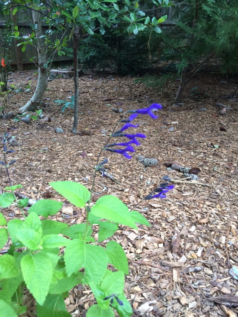 Native Plant Community Design - New Urban Forestry