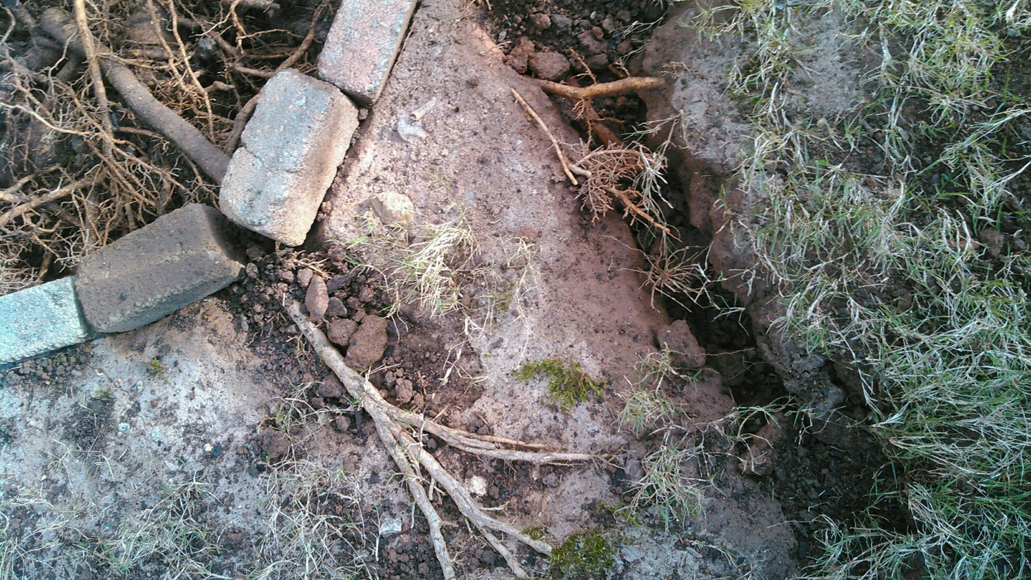 Urban Soils and Tree Root Issues: Your Impact on your Tree Health - New ...