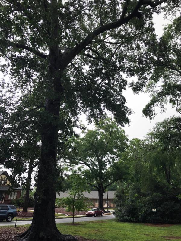 Water Oaks in the Urban Landscape - New Urban Forestry